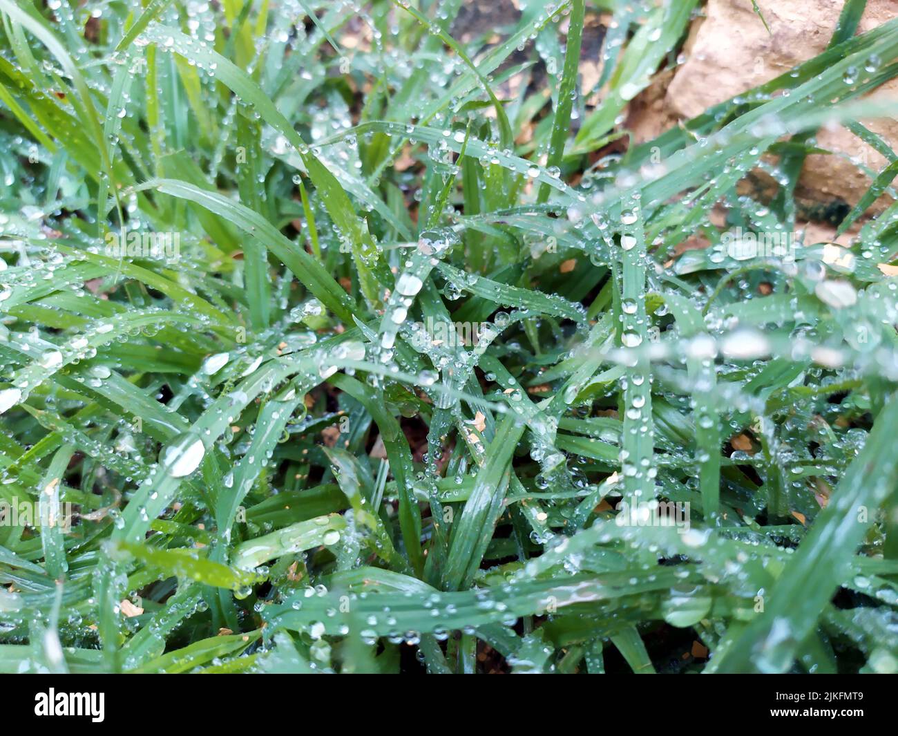 Fresh green wet leafs hi-res stock photography and images - Alamy