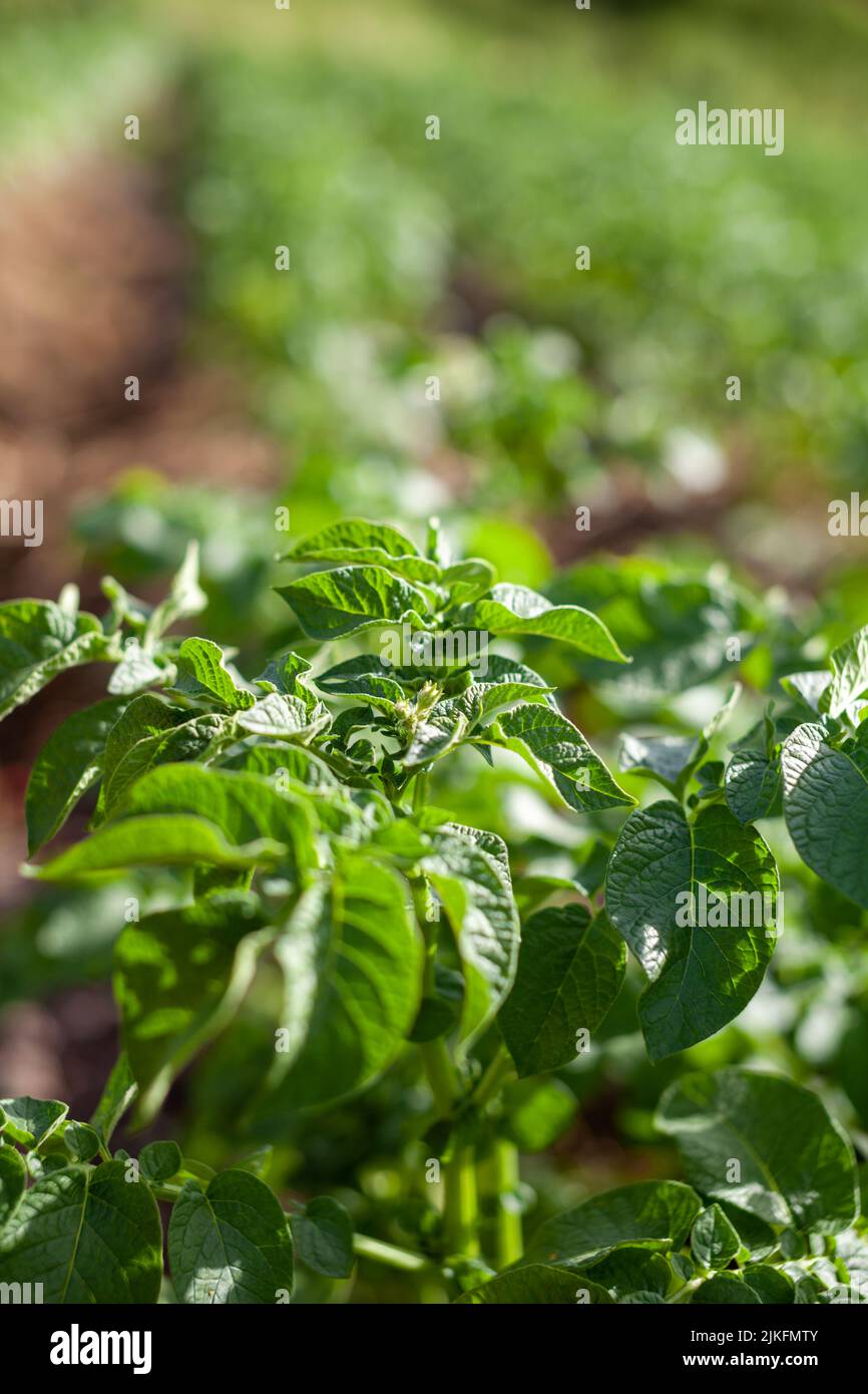 Rows of potatoes in the home garden. Preparation for harvesting. potato ...