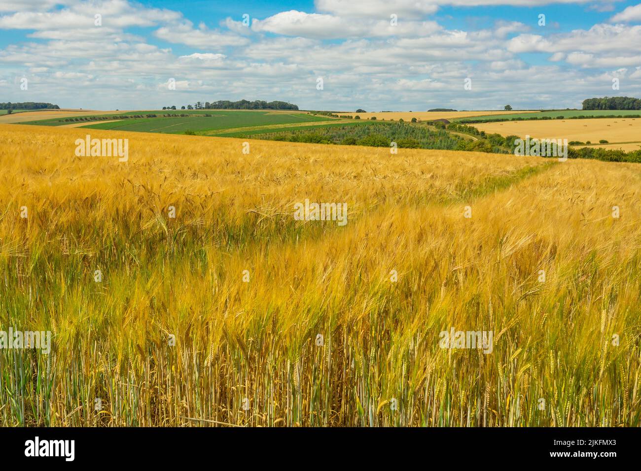 Barley and wheat crops in the Yorkshire Wolds, UK at harvest time with ...