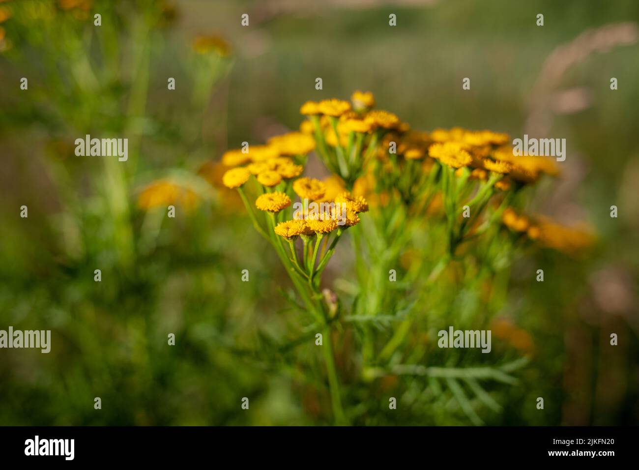 Yellow tansy flowers Tanacetum vulgare, common tansy, bitter button ...