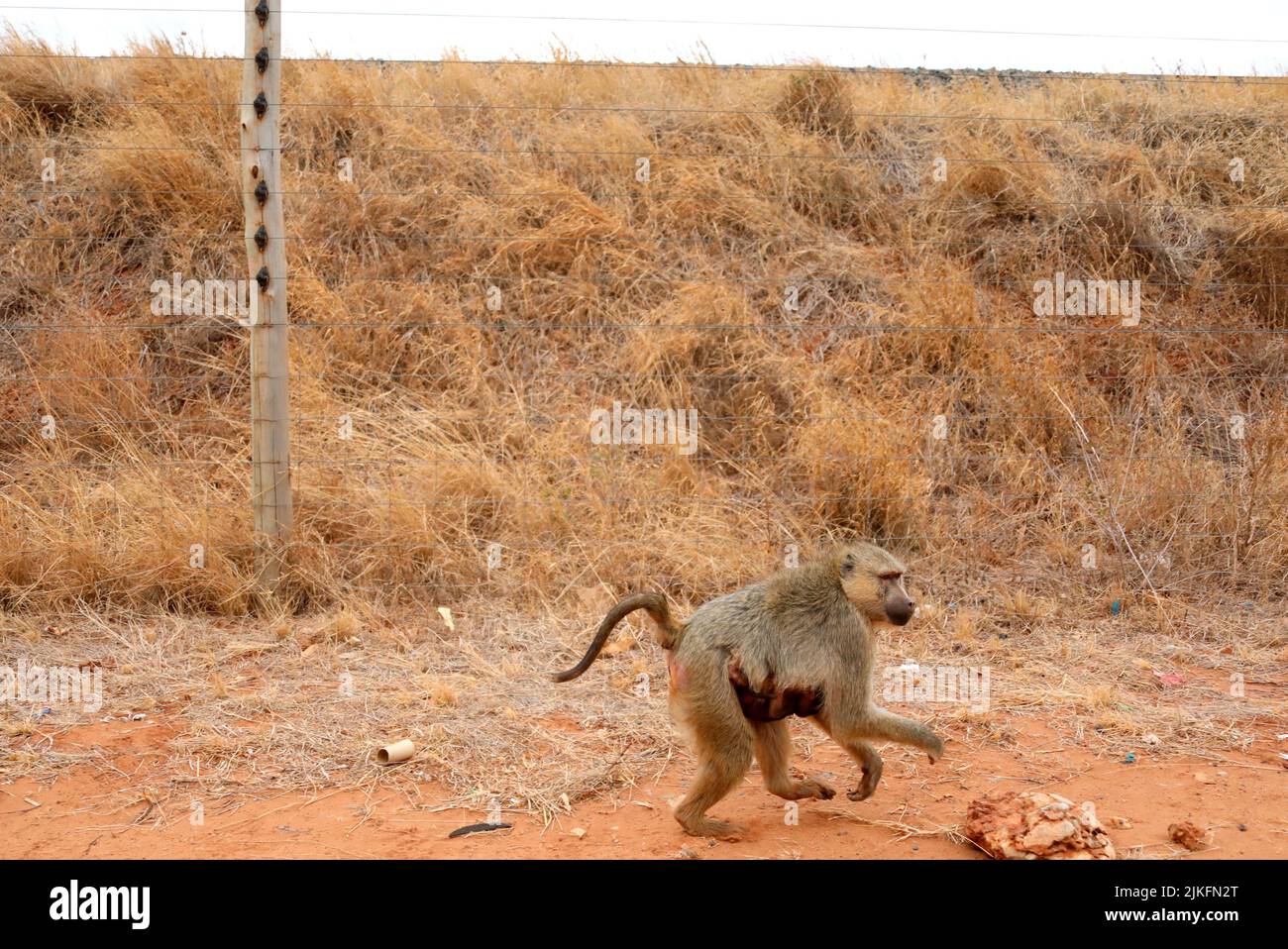 (220802) -- NAIROBI, Aug. 2, 2022 (Xinhua) -- Photo taken on July 28 ...