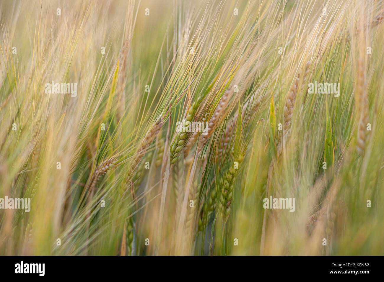 Wind moving green grass close hi-res stock photography and images - Alamy