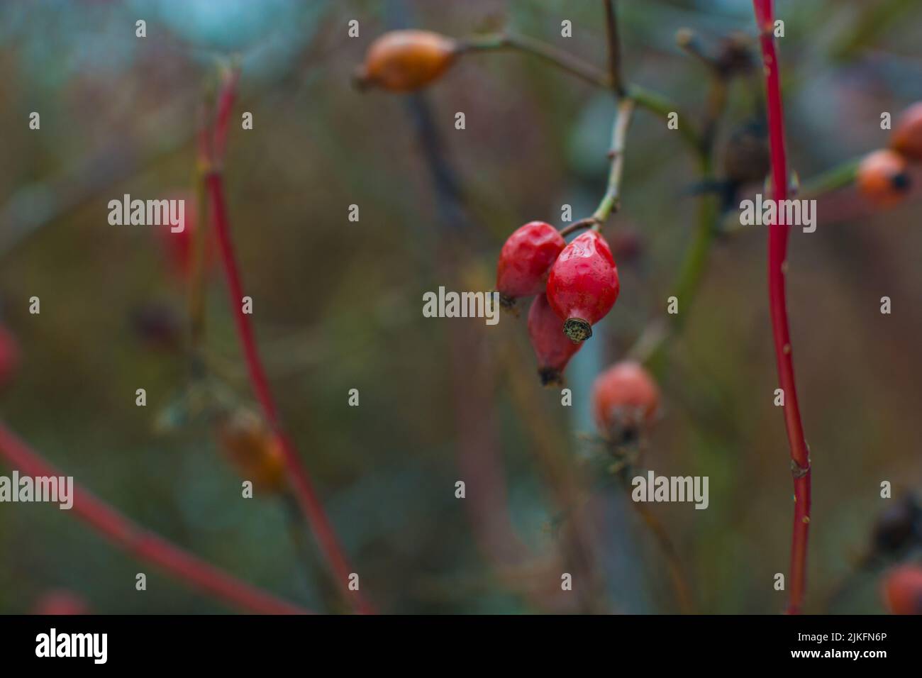 The close-up view of the rose hip fruits on the branches of the plant ...