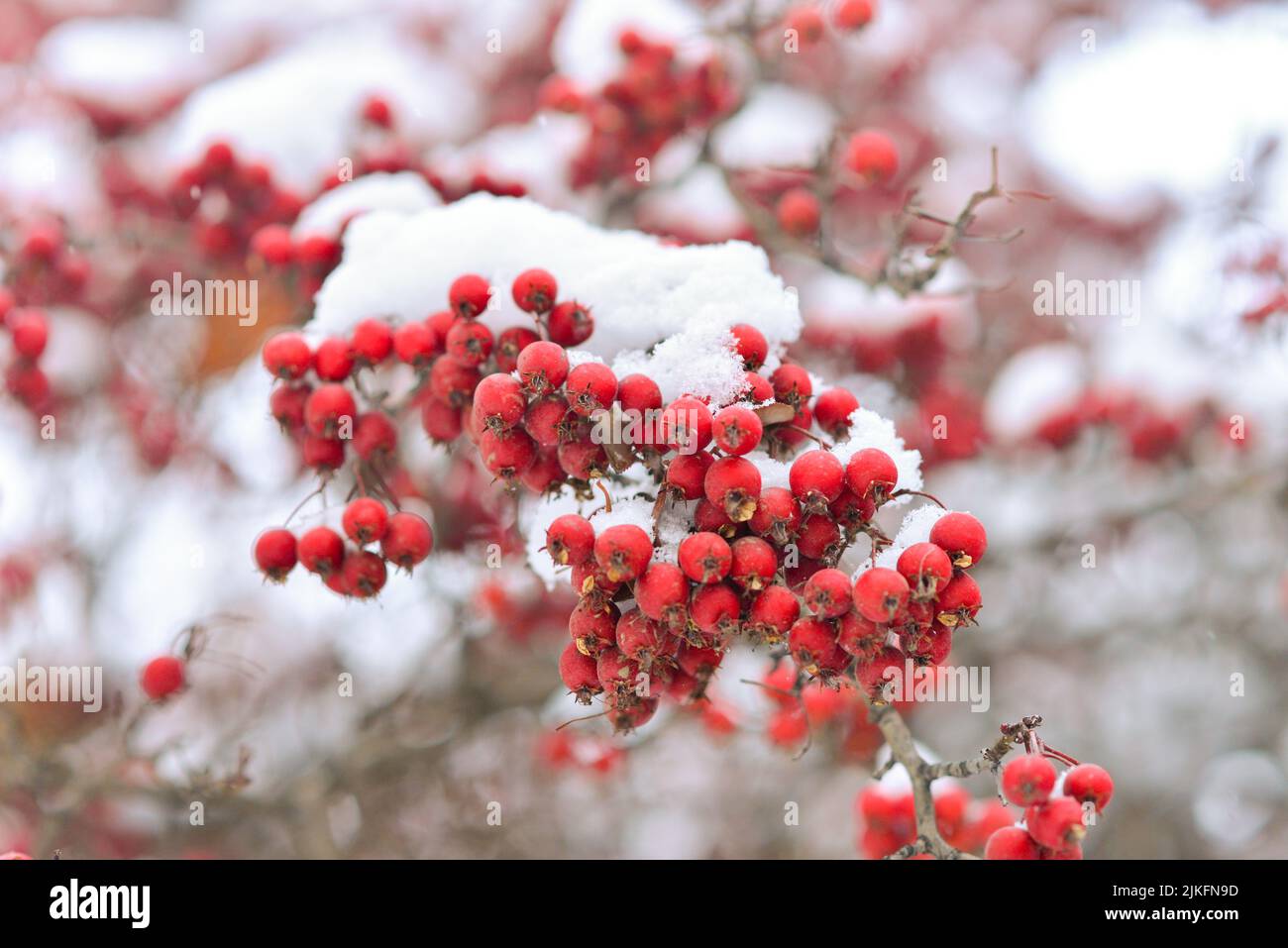 Red berries of viburnum or mountain ash under the snow on a tree Stock ...