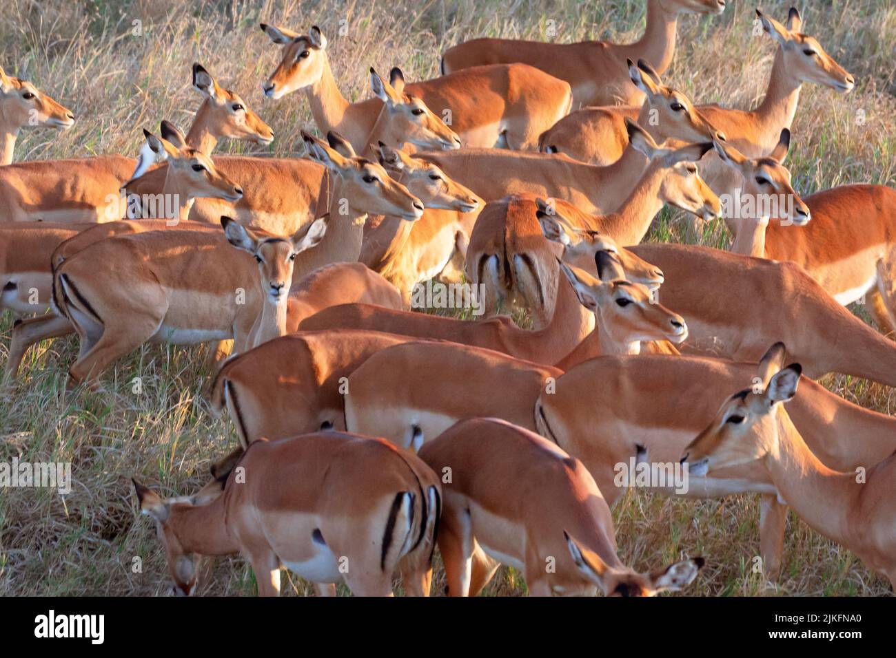Herd of multiple female Impala (Aepyceros melampus) in the grasslands ...