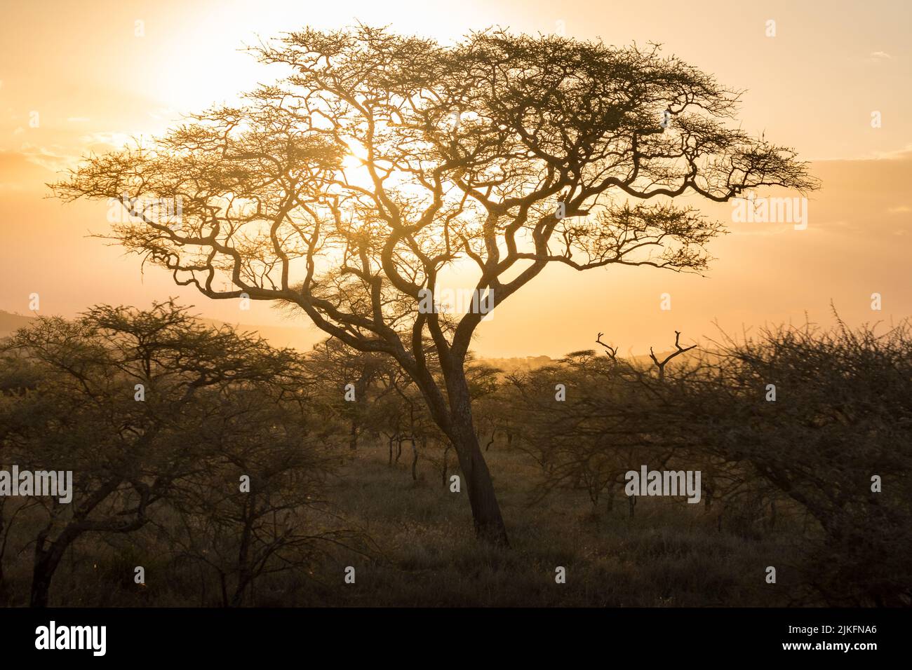 Serengeti acacia trees hi-res stock photography and images - Alamy