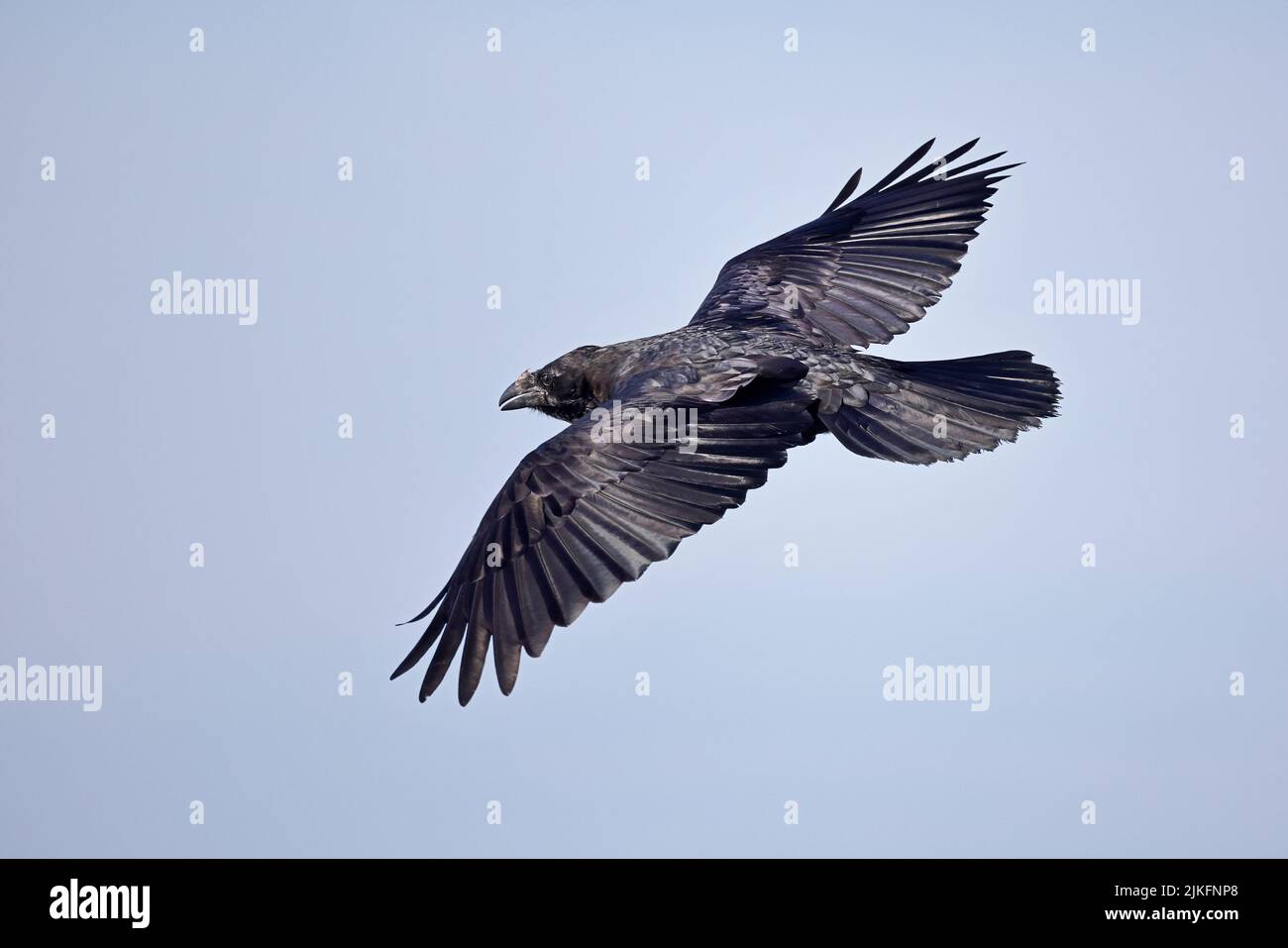Common Raven in flight Skokholm Wales UK Stock Photo - Alamy