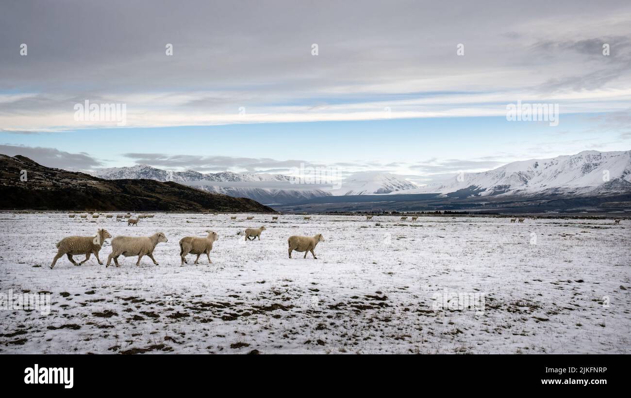 New Zealand winter landscape with sheep in snow covered meadow ...