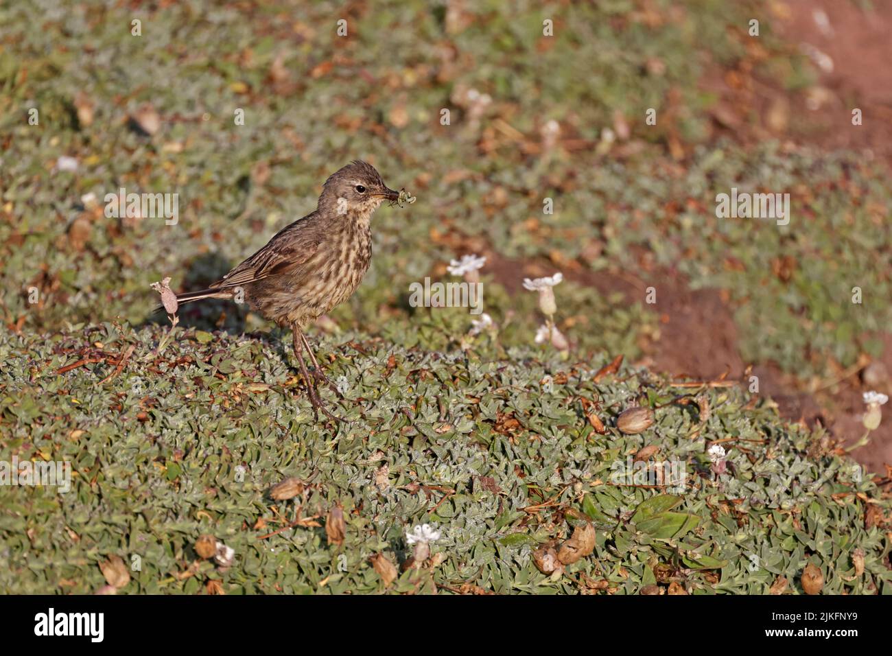 Rock Pipit with food on Skokholm Wales UK Stock Photo - Alamy