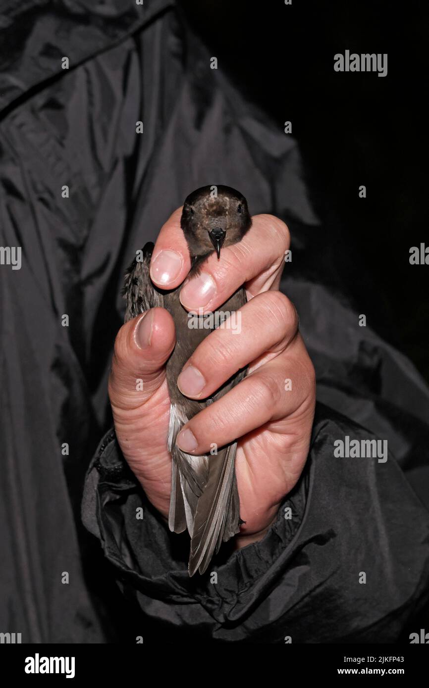 European Storm Petrel in the hand after being ringed on Skokholm Wales ...