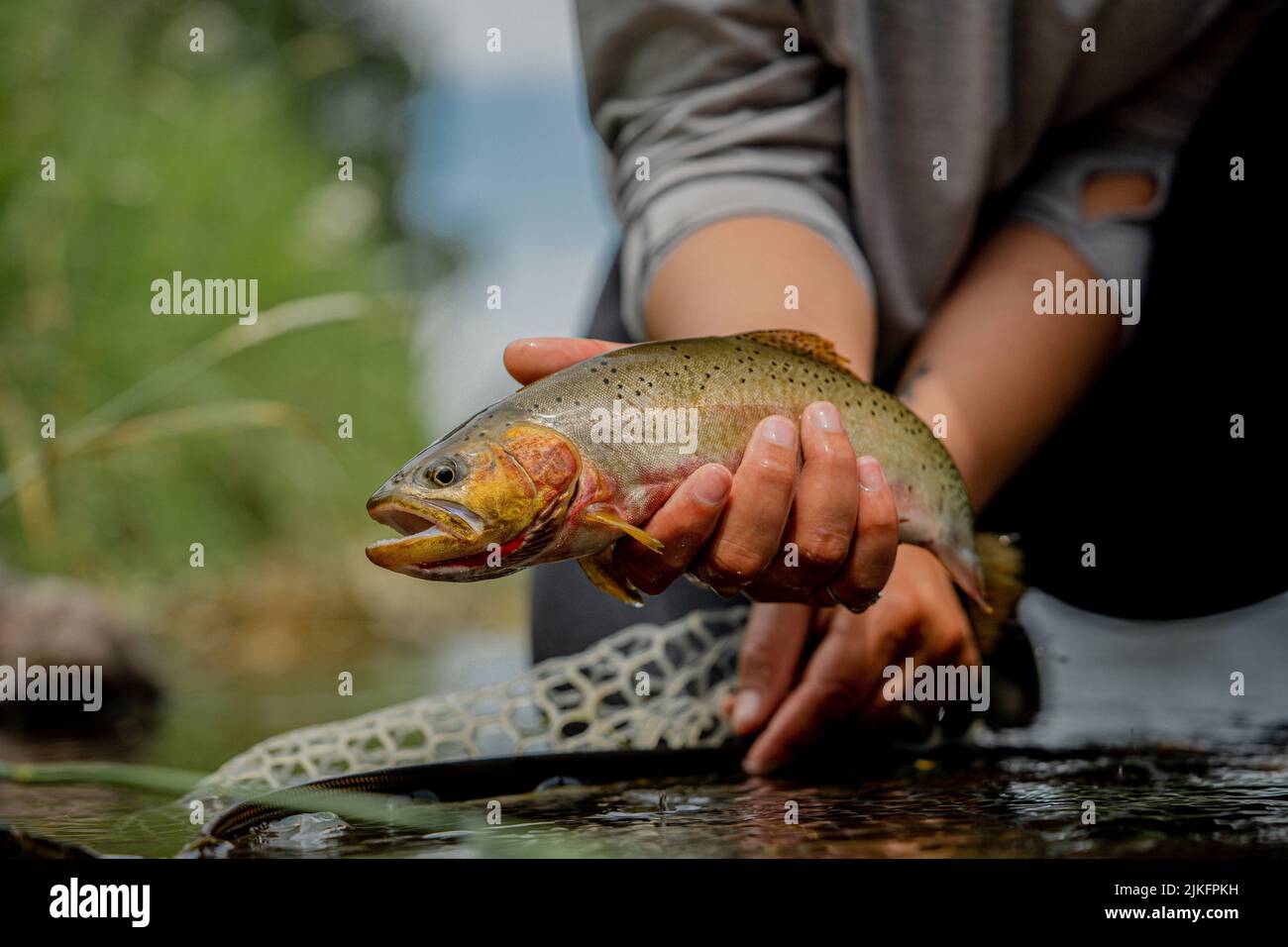 A closeup of human hands holding Westslope cutthroat trout above water ...