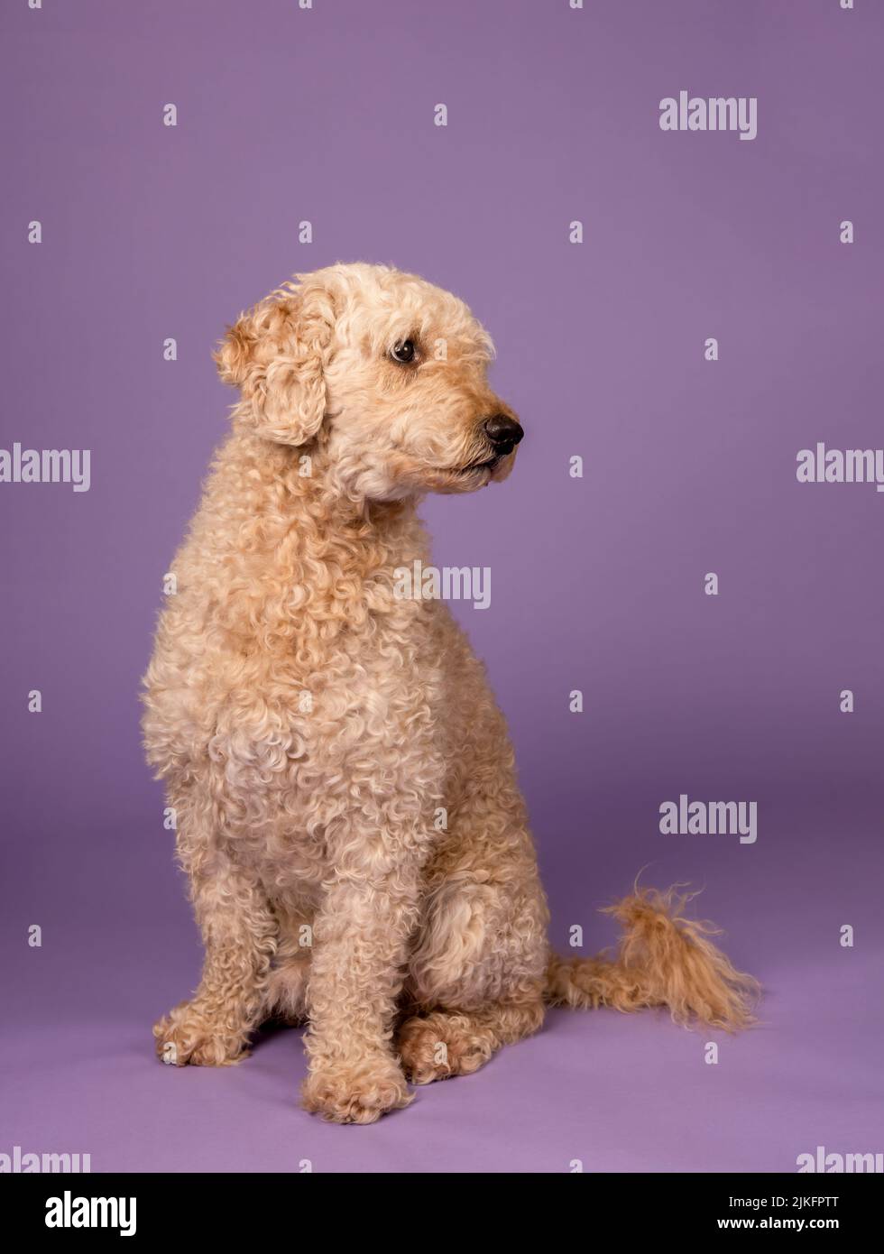 A beautiful beige Labradoodle dog, photographed in a studio and looking ...