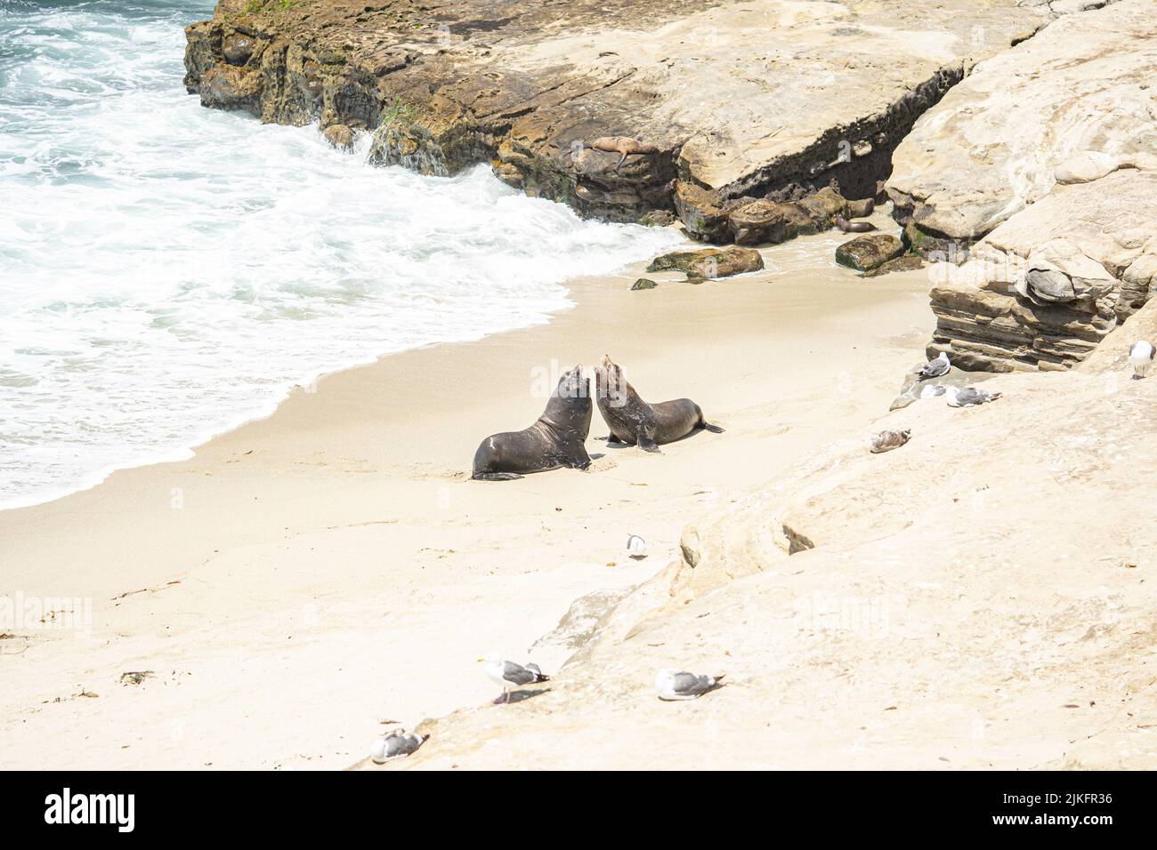 Two sea lions resting hi-res stock photography and images - Alamy