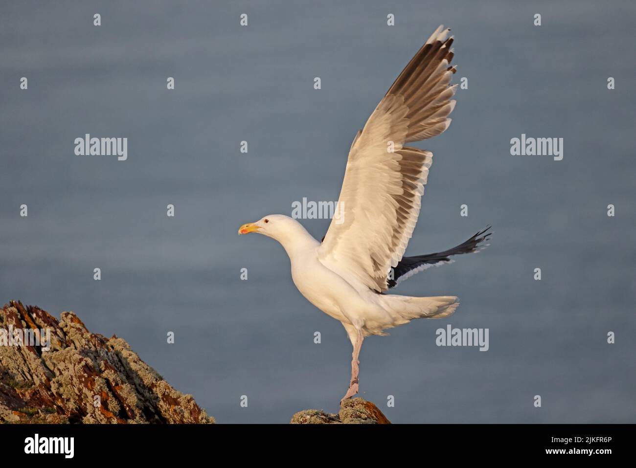 Great Blacked-backed Gull taking off on Skokholm Wales UK Stock Photo ...