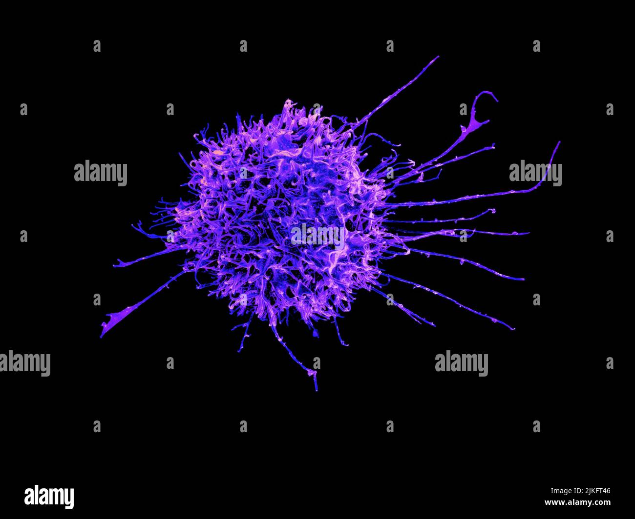 Nk lymphocyte hi-res stock photography and images - Alamy