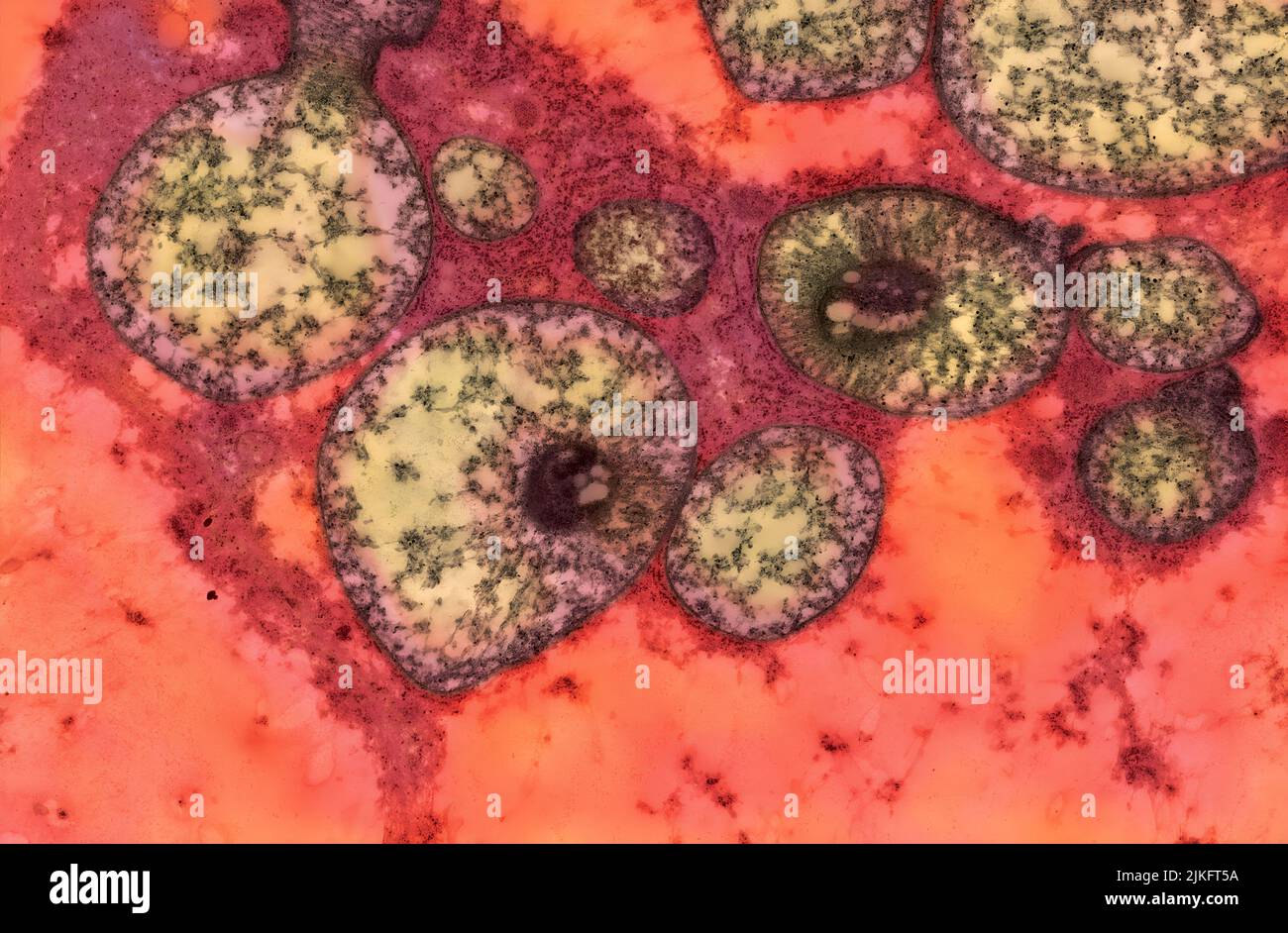 Mitochondria hi-res stock photography and images - Alamy