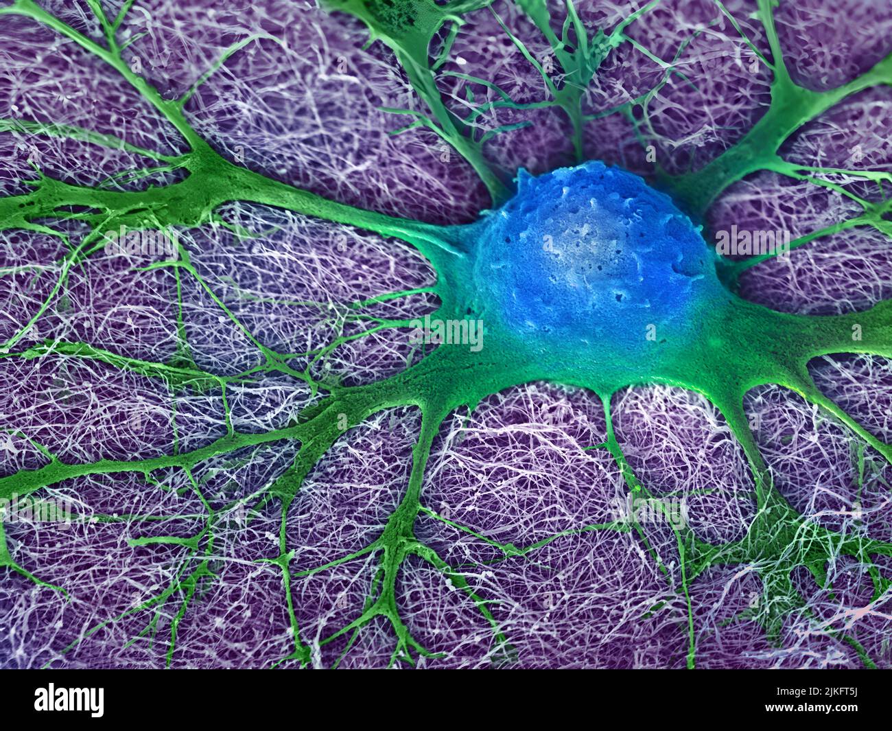Mammal nerve cells hi-res stock photography and images - Alamy