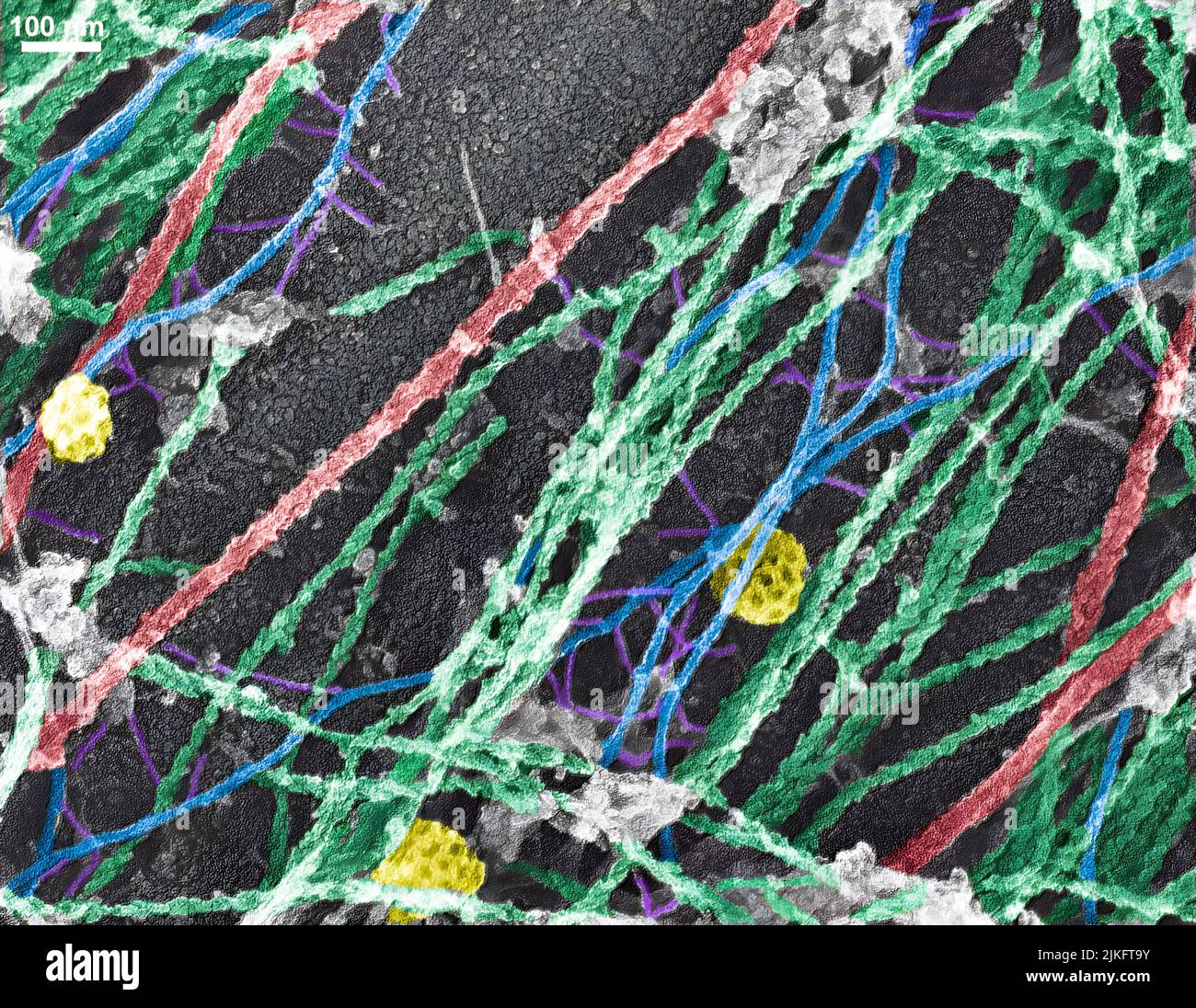 Cells use bubble-like structures called vesicles (yellow) to import ...
