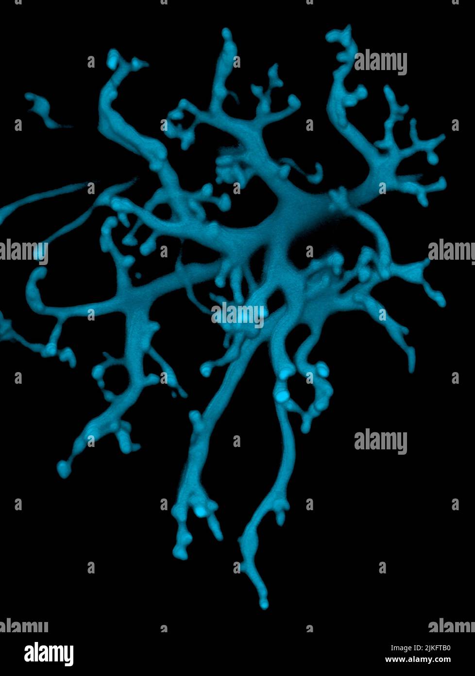 Bipolar cells use dendrites to receive nerve signals from light ...