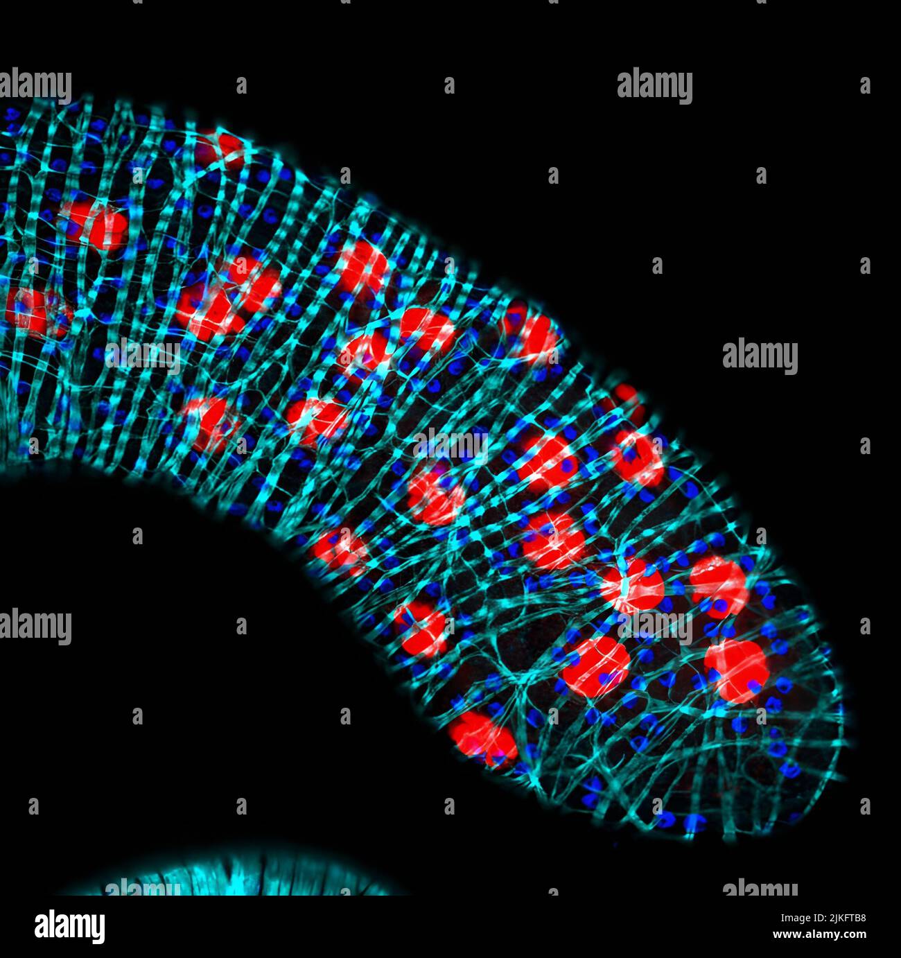 Salivary gland cell hi-res stock photography and images - Alamy
