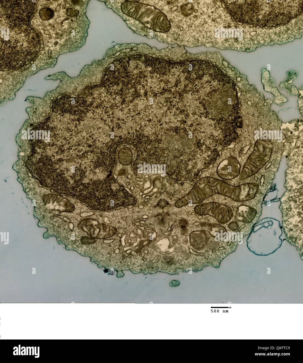 Transmission electron micrograph of a B cell from a human donor Stock ...