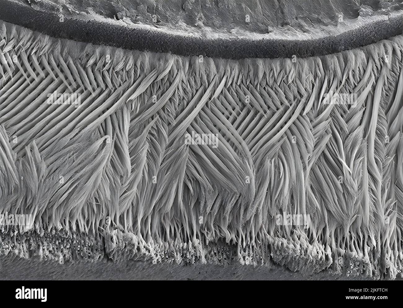 A scanning electron micrograph of mouse tooth enamel after being ...