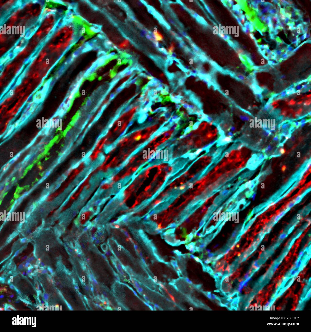 Mammalian digestive system anatomy hi-res stock photography and images ...