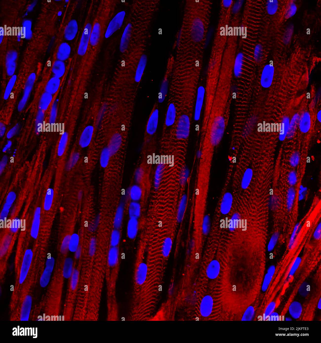 Basic tissues hi-res stock photography and images - Alamy