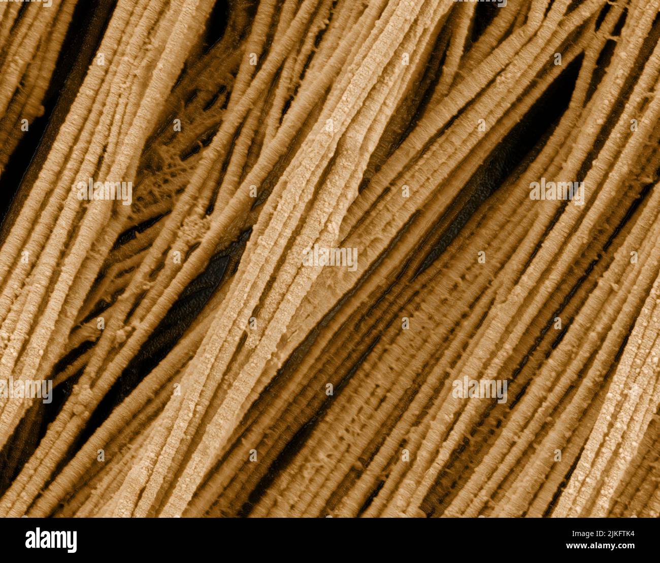 This image shows collagen, a fibrous protein that is the main component ...