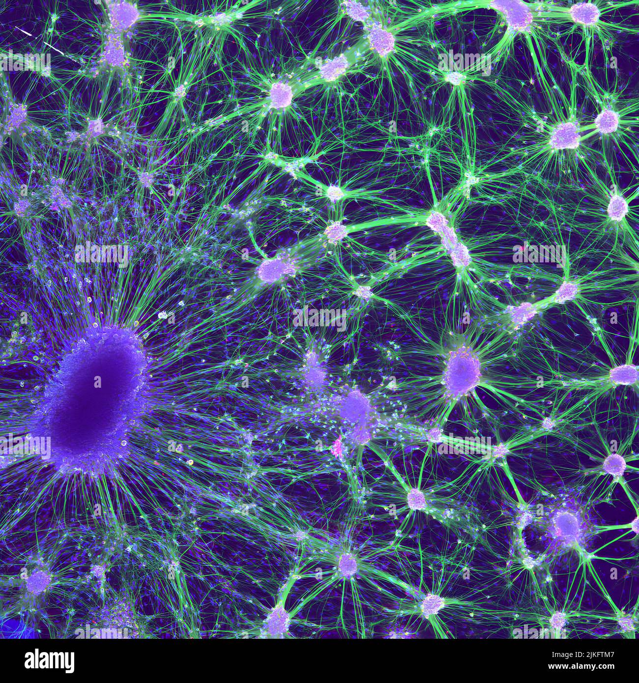 Neural signaling hi-res stock photography and images - Alamy