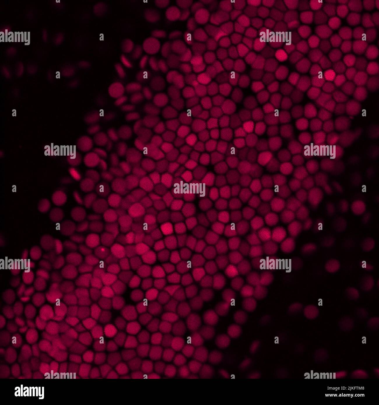 Researchers at the University of North Carolina at Chapel Hill ...