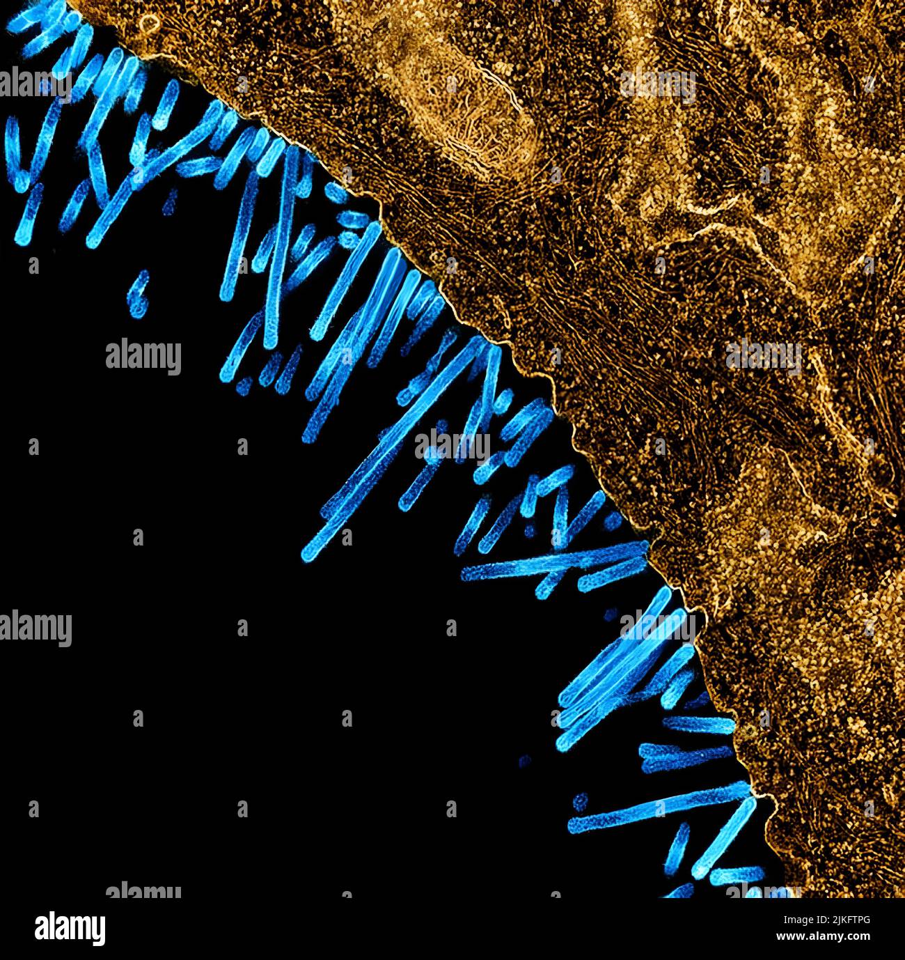 The ever-changing head of a flu virus protein has an unexpected ...
