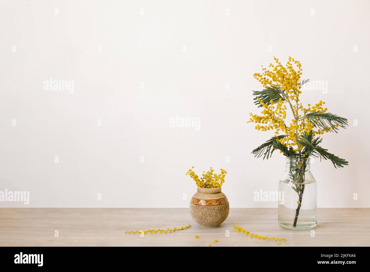 A beautiful yellow mimosa flower blooms in vases in spring with copy ...