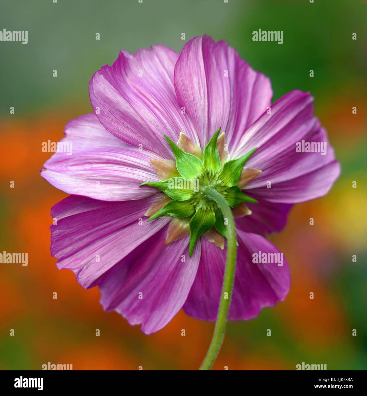 To The Back. A back view of a beautiful Pink Cosmos flower against a ...