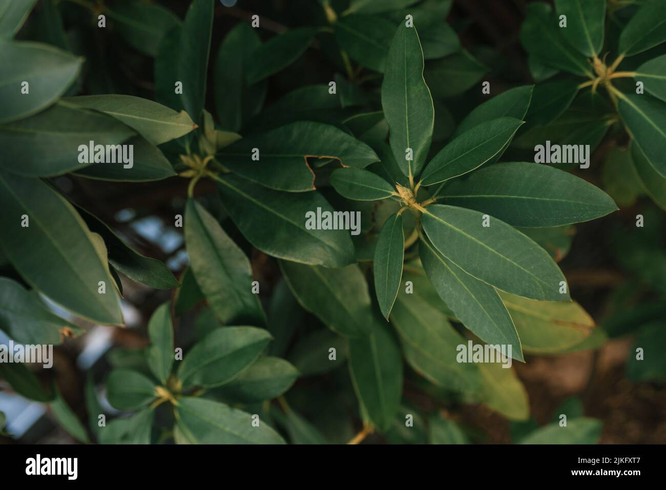 Fresh green leaves of Rhododendron flower tree Stock Photo - Alamy