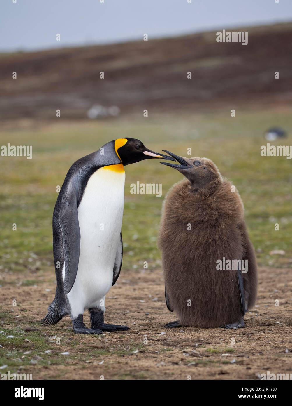 The king penguin (Aptenodytes patagonicus) is the 2nd largest species ...