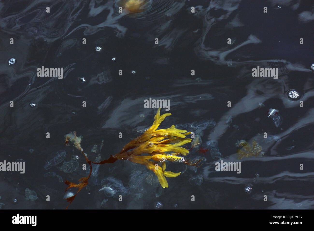 Floating algae hi-res stock photography and images - Alamy