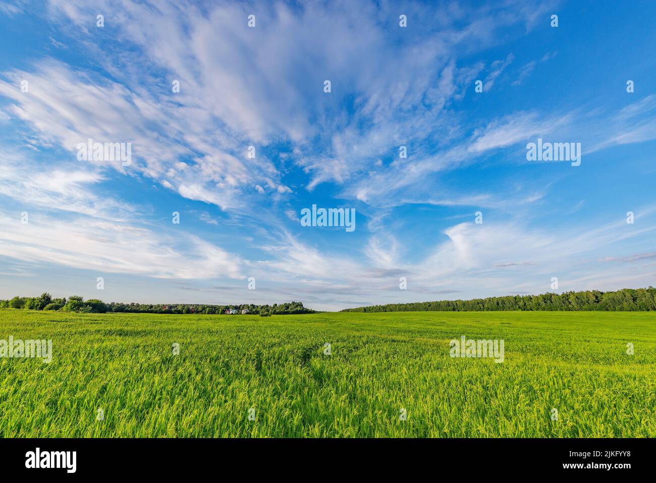 Green grass on the field at sunset Stock Photo - Alamy