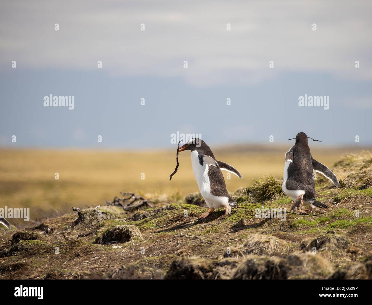 Gentoo penguin (Pygoscelis papua) a penguin species in the genus ...