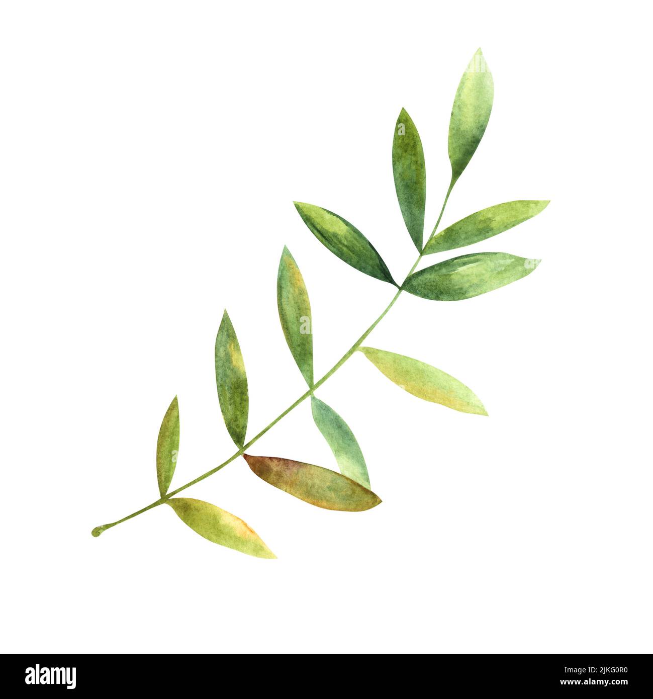 Green leaves, hand-painted in watercolor. All elements of the ...