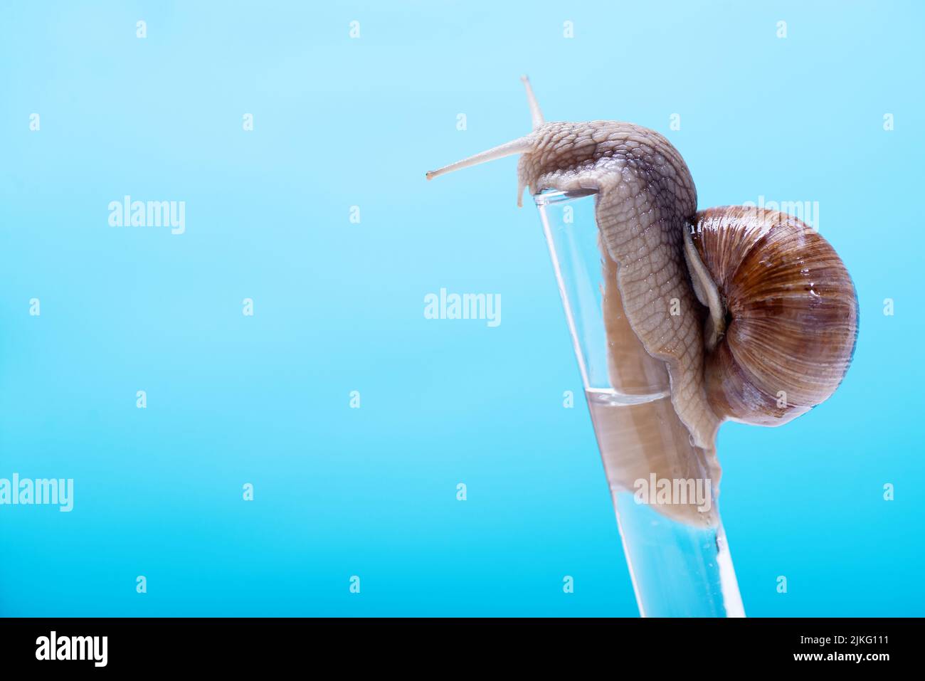 Snail on a chemical test tube on a blue background with space for text ...