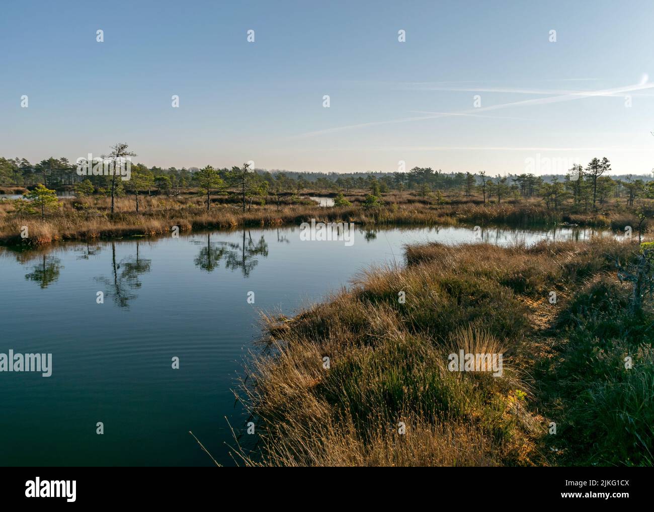 blue sky is reflected in a calm bog lake, small bog pines grow on the ...