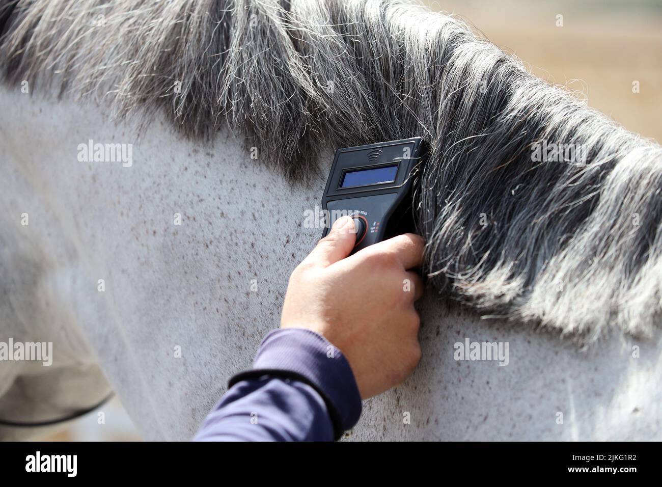 23.02.2022, Qatar, , Doha - Close-up: A horse's identity is checked ...