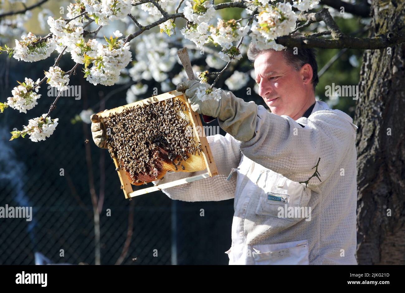 17.04.2022, Germany, Brandenburg, Neuenhagen - Beekeeper looking under ...