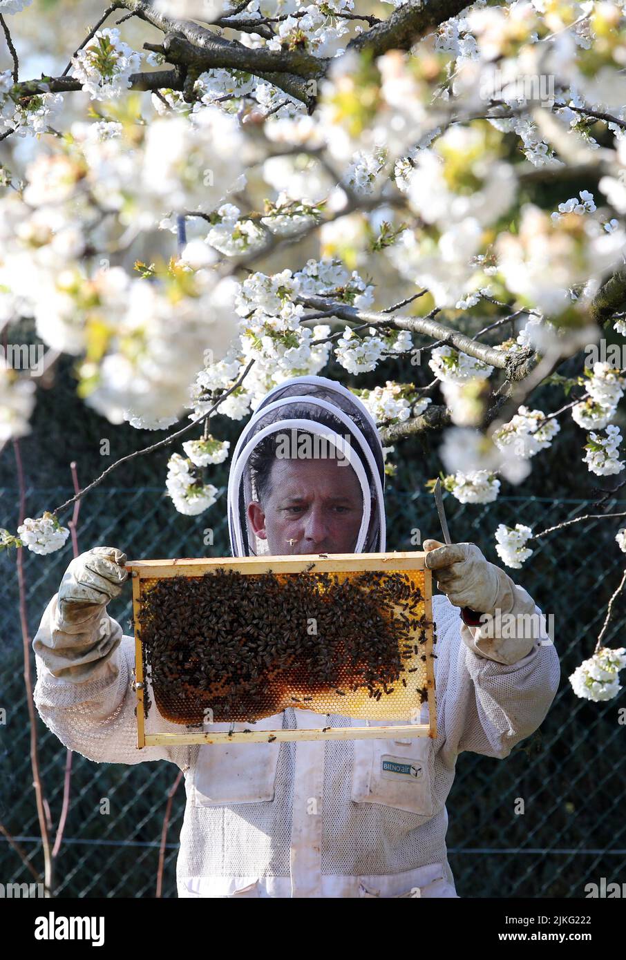 17.04.2022, Germany, Brandenburg, Neuenhagen - Beekeeper looking under ...