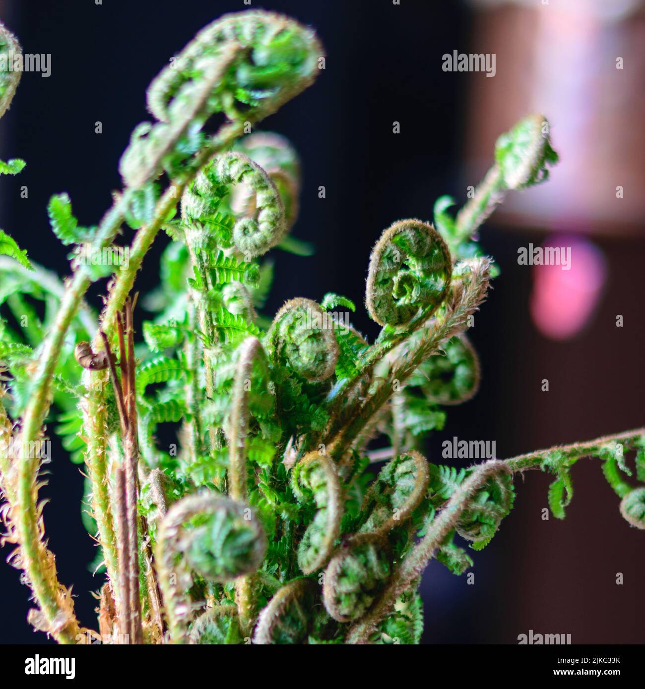 fern leaves, magical fern awakening time in spring, fern leaf bud ...