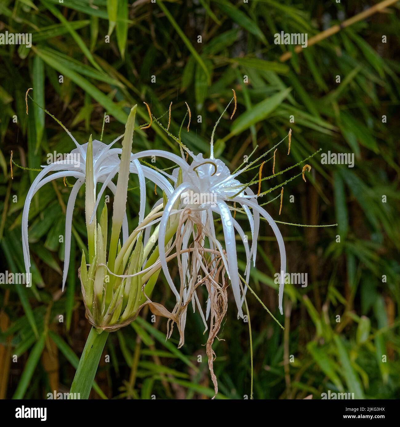 A vertical closeup of Hymenocallis littoralis or the beach spider lily ...
