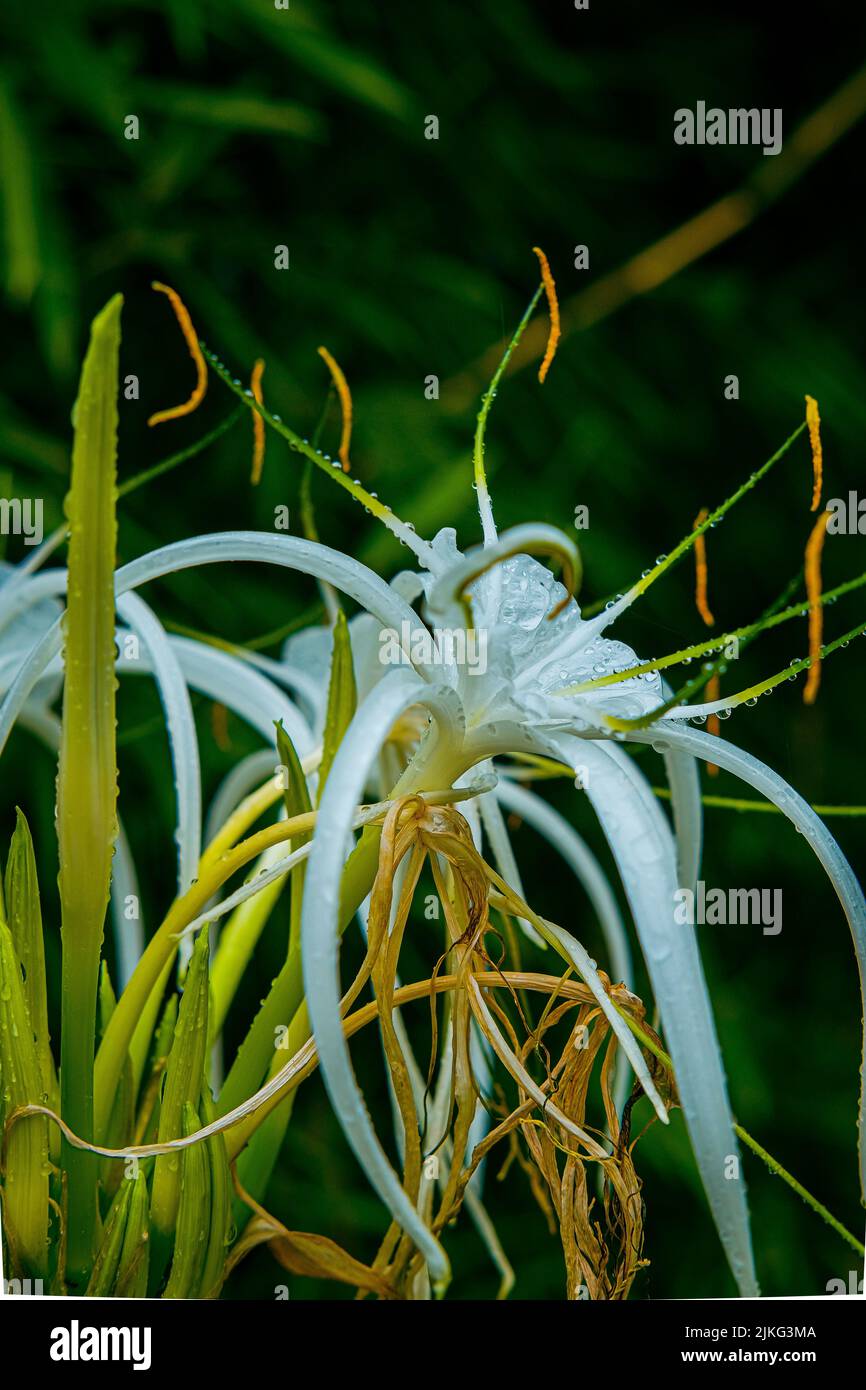 A vertical closeup of Hymenocallis littoralis or the beach spider lily ...