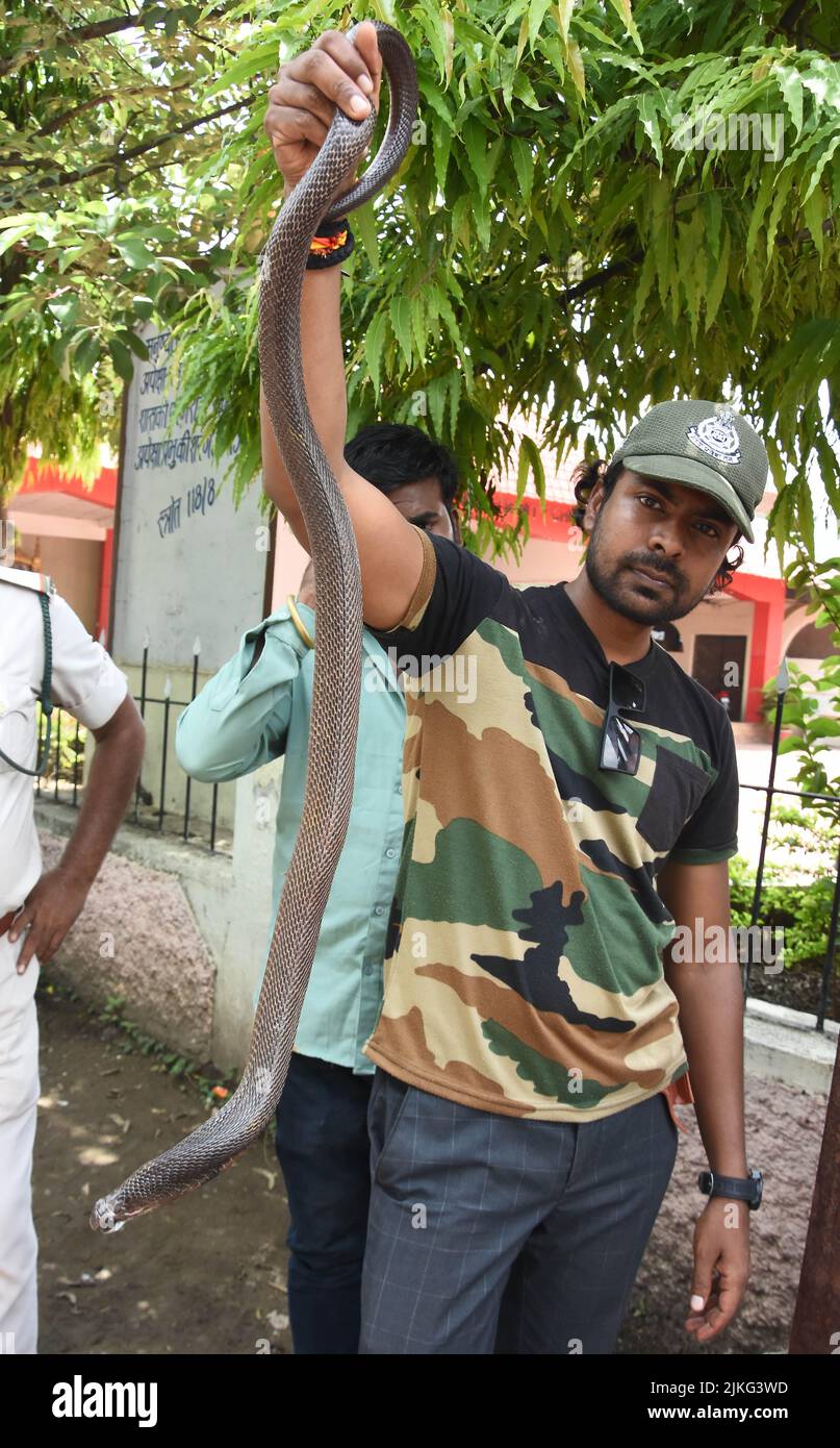 Wildlife expert Abhilash Varshney shows a Cobra snake for awareness on ...