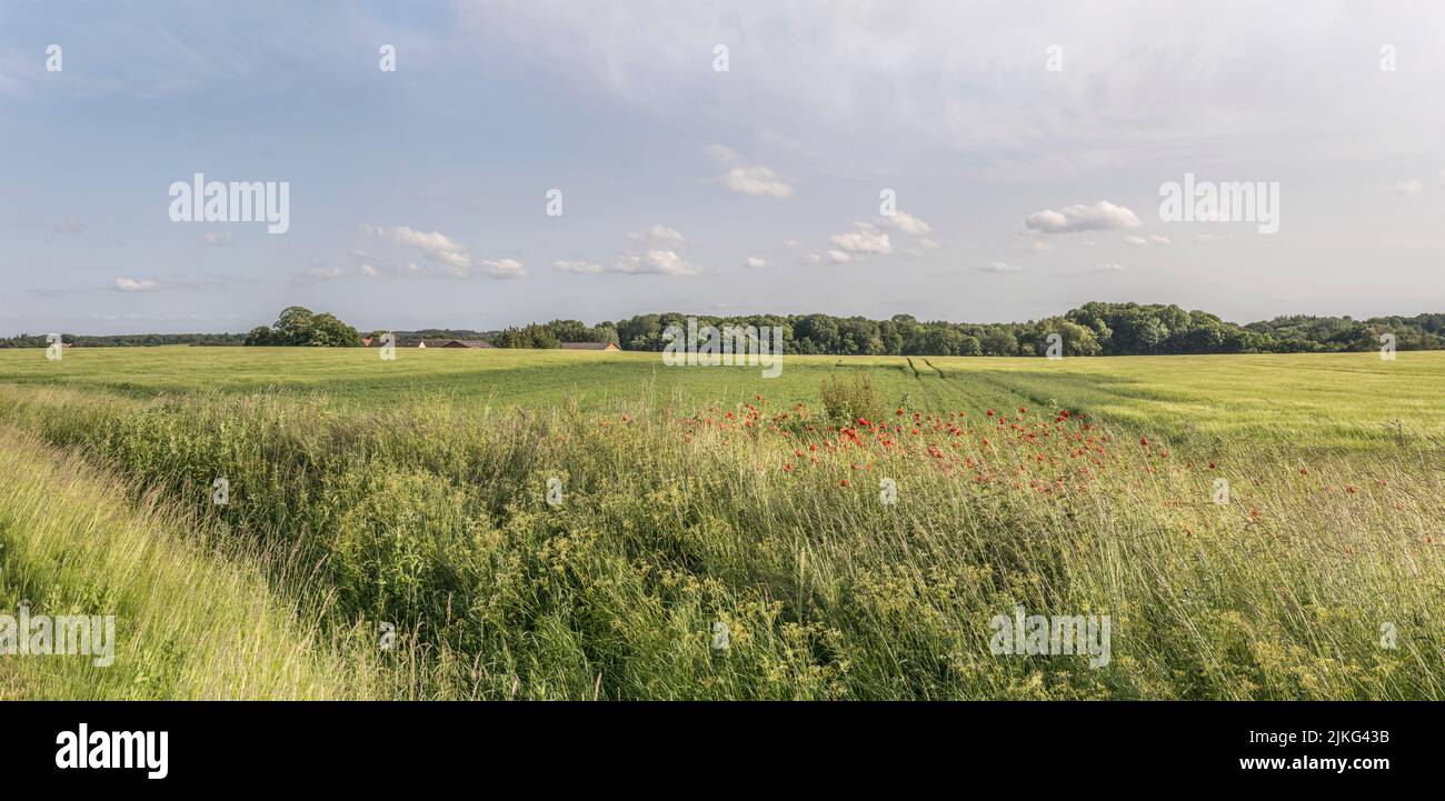 Agriculture crops denmark hi-res stock photography and images - Alamy